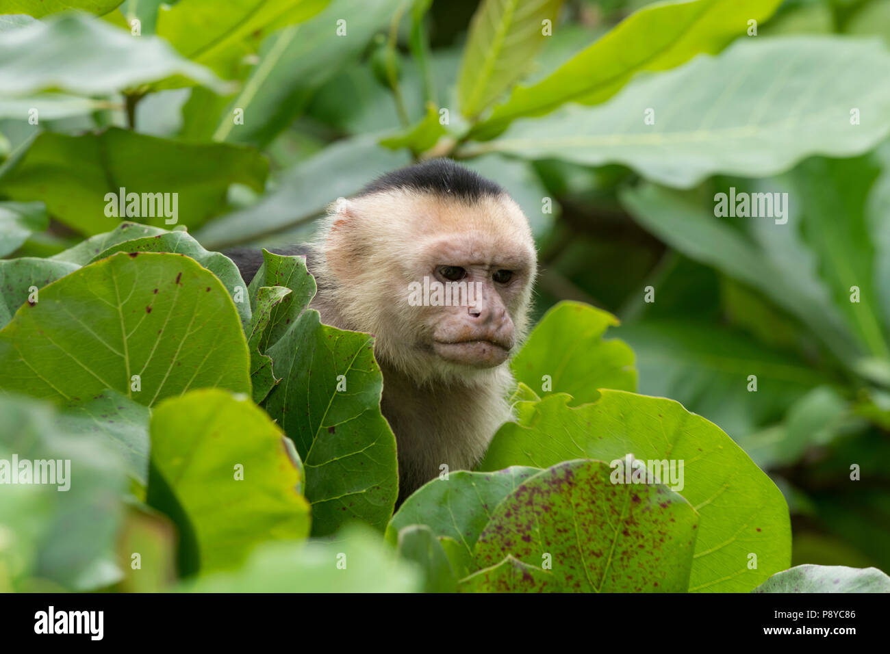 White faced capuchin cebus capuchinus hi-res stock photography and images - Alamy