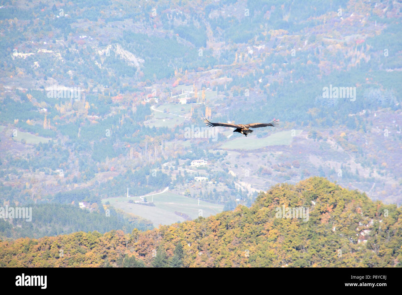Bearded vulture , flying freely wings wide open. With mountains and ...