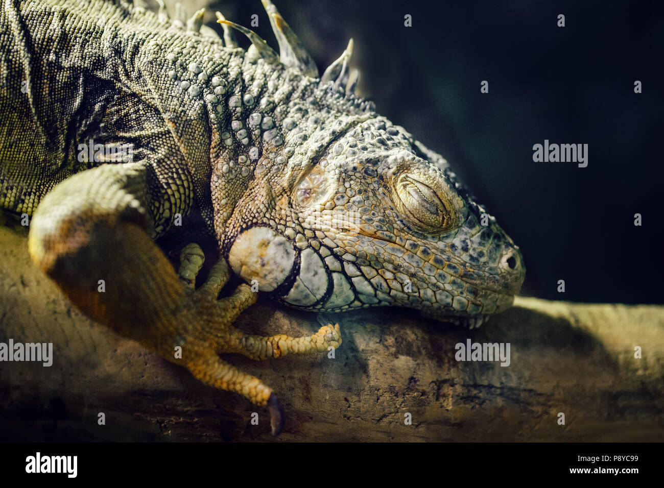 Closeup portrait of green American common iguana sleeping on a tree in ...