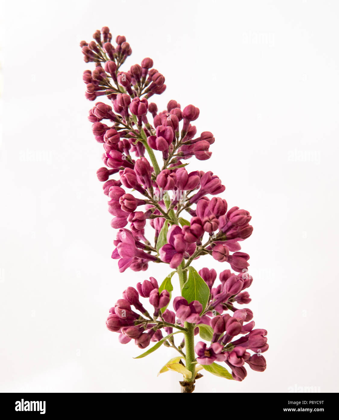 purple elderberry flowers isolated over white background Stock Photo ...