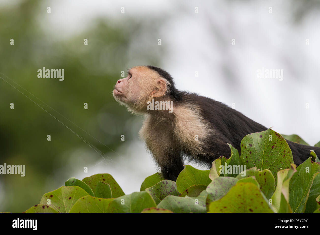 White headed capuchins hi-res stock photography and images - Alamy