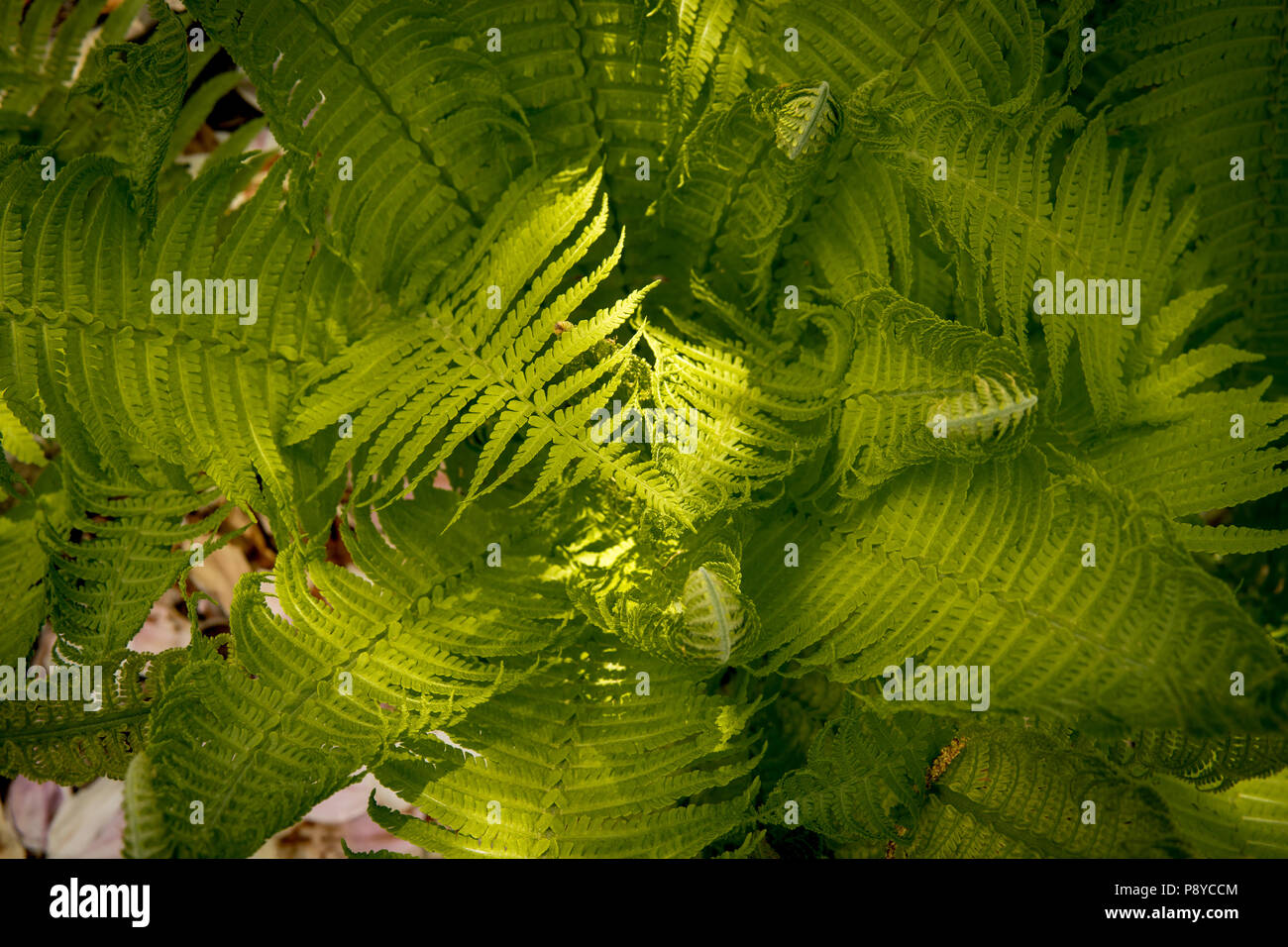 bunch of fern leafs growing on the ground Stock Photo - Alamy