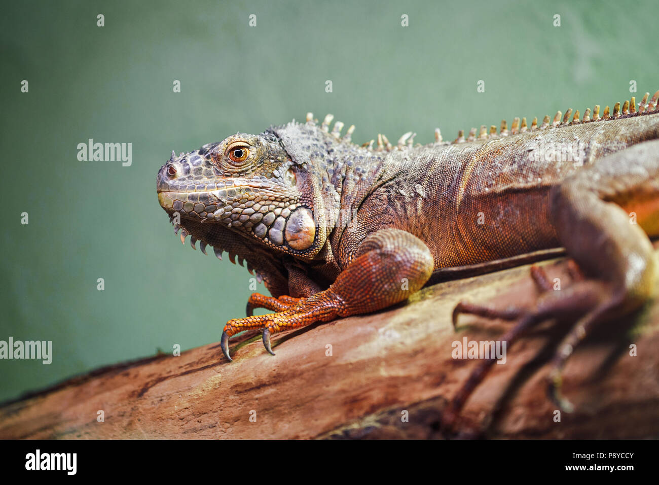 Closeup portrait of green American common iguana on a tree in zoo ...