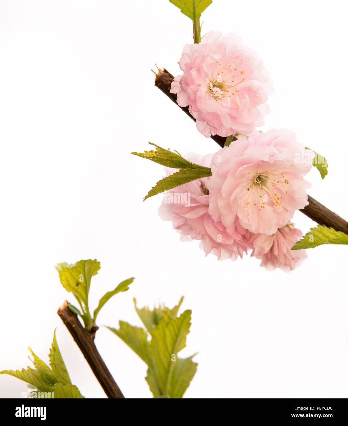 flowering plum flowers isolated over white background Stock Photo - Alamy