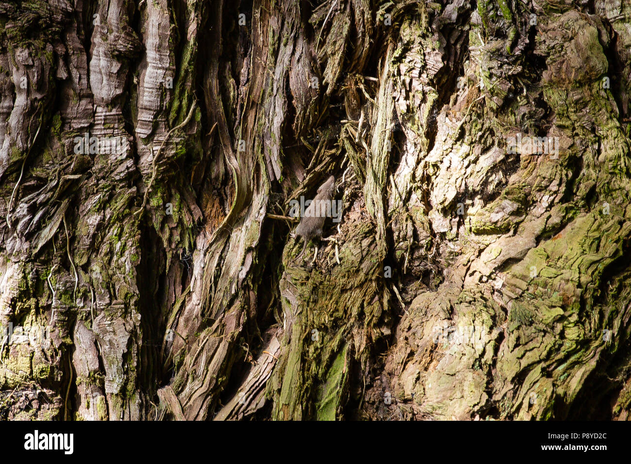 Dusky footed rat hi-res stock photography and images - Alamy