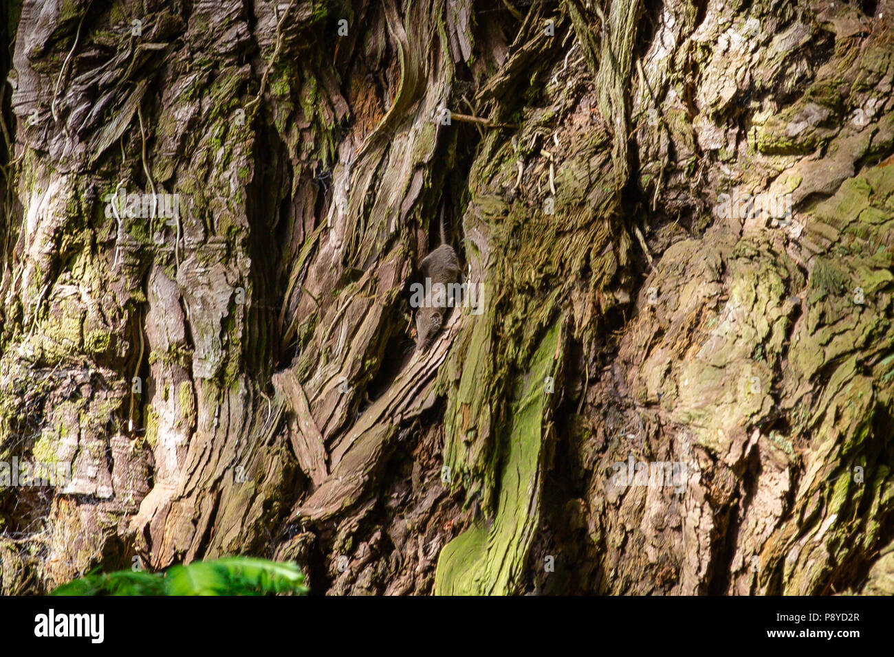 Dusky Footed woodrat (Neotoma fuscipes) climbing bark of a tree Stock ...
