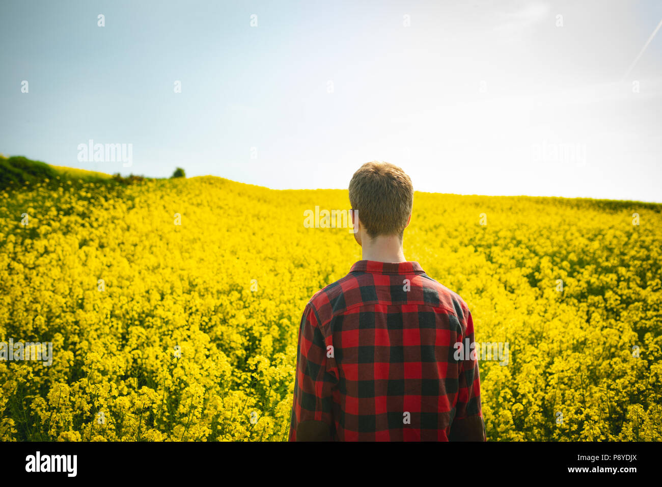 Harvesting field mustard hi-res stock photography and images - Alamy
