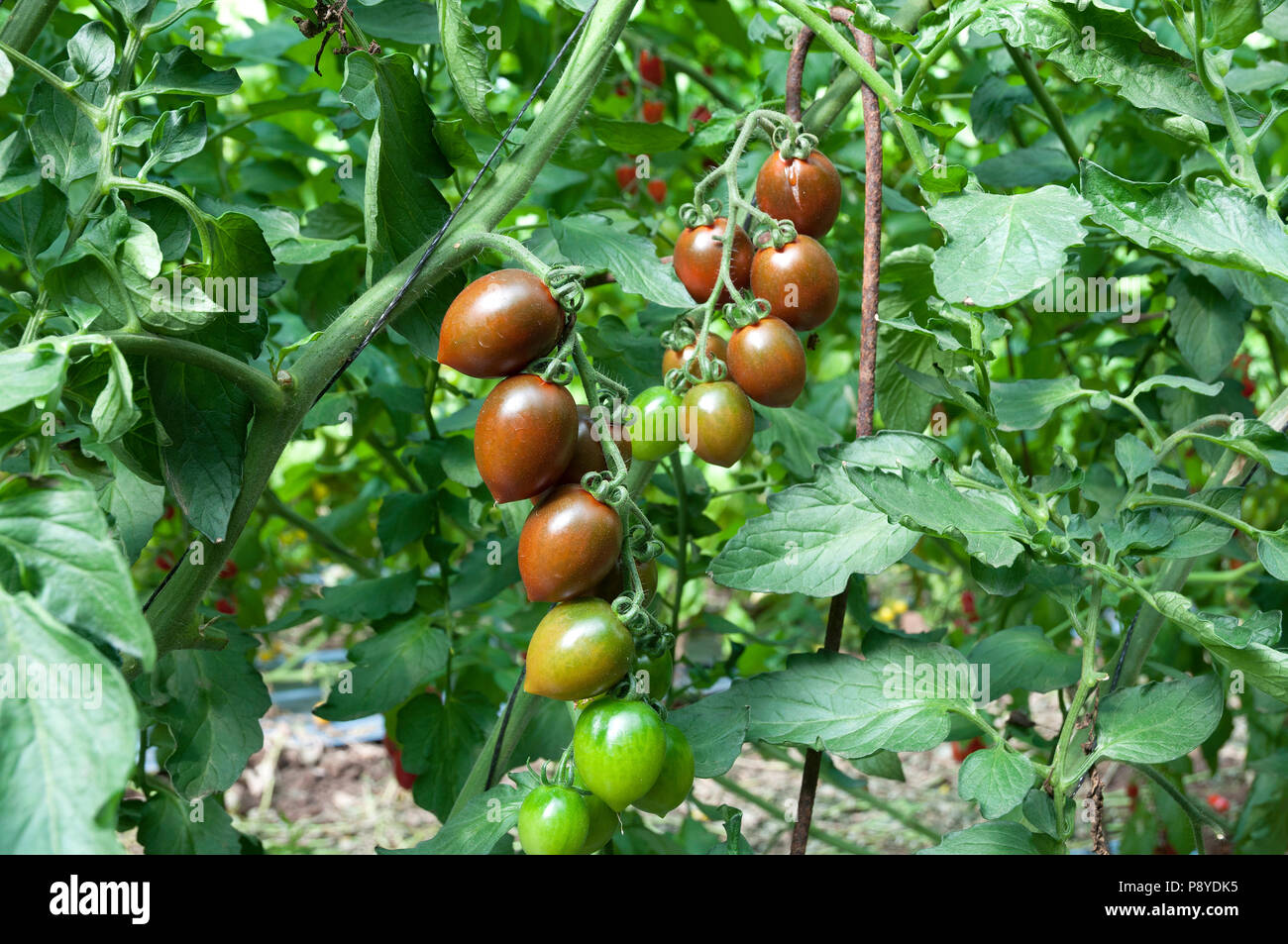 Organic tomatto in green house Stock Photo - Alamy