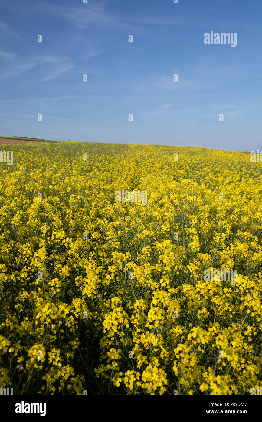 No mustard hi-res stock photography and images - Alamy