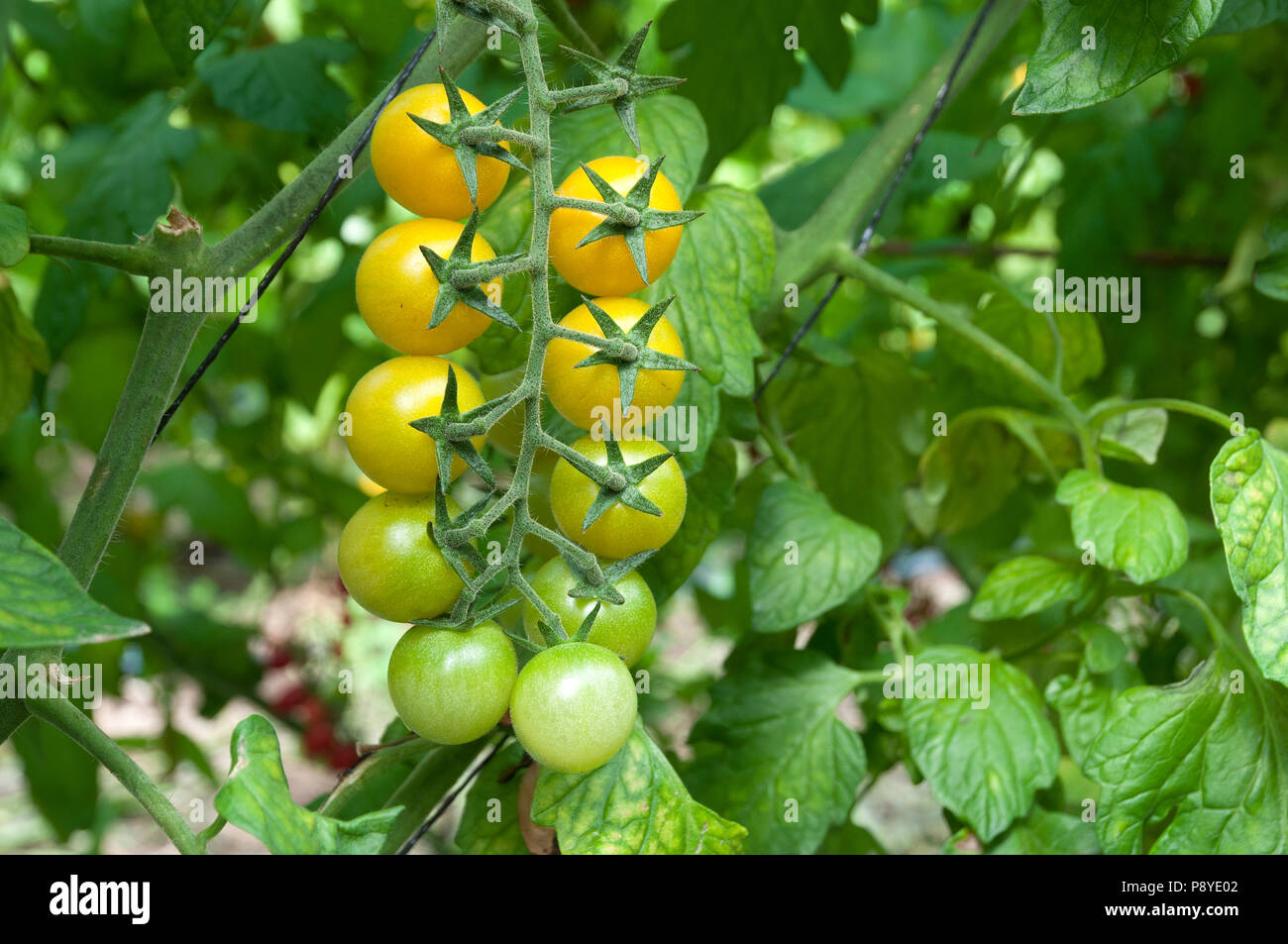 Trailing tomatoes hi-res stock photography and images - Alamy