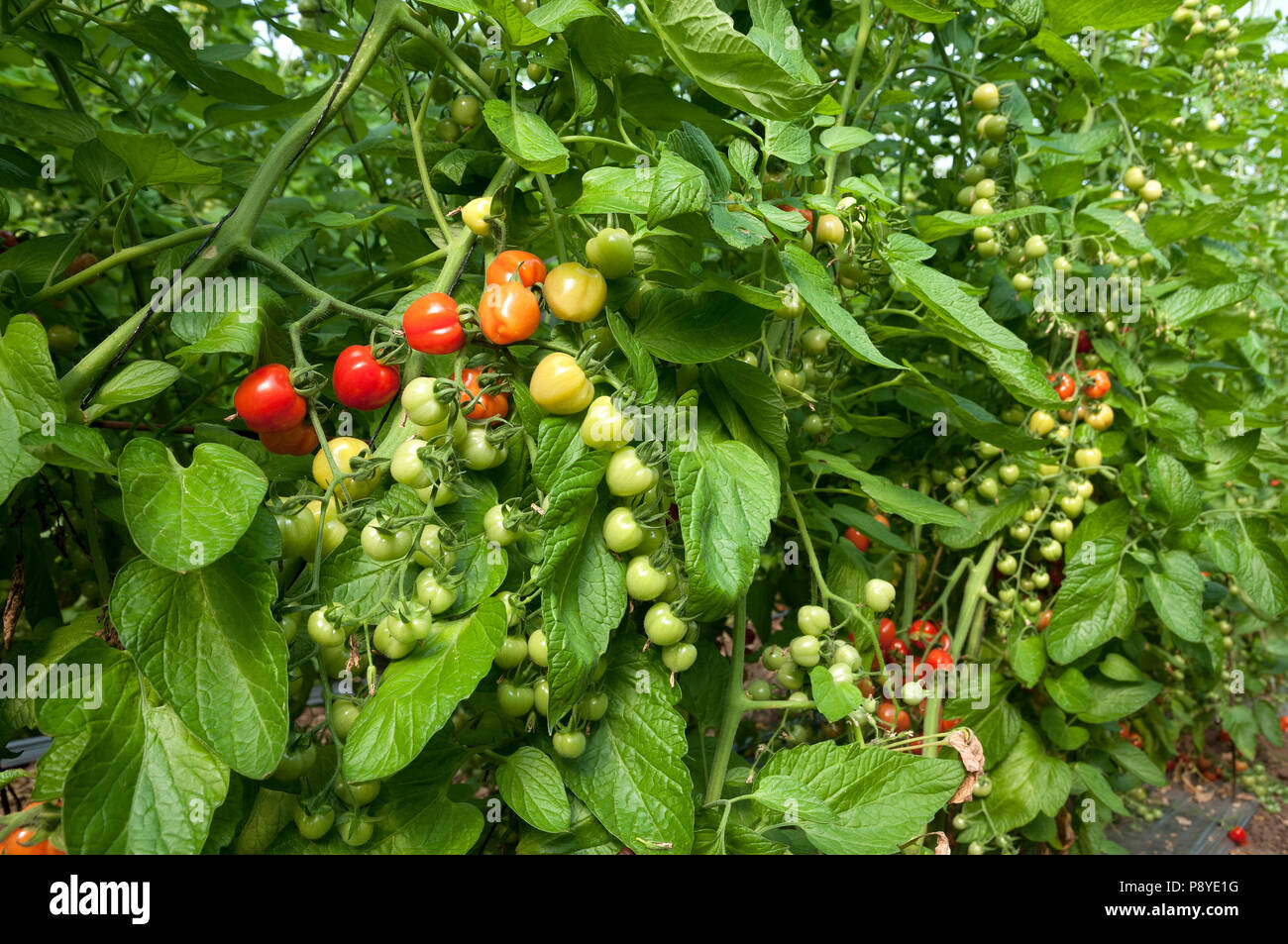 Organic tomatto in green house Stock Photo - Alamy