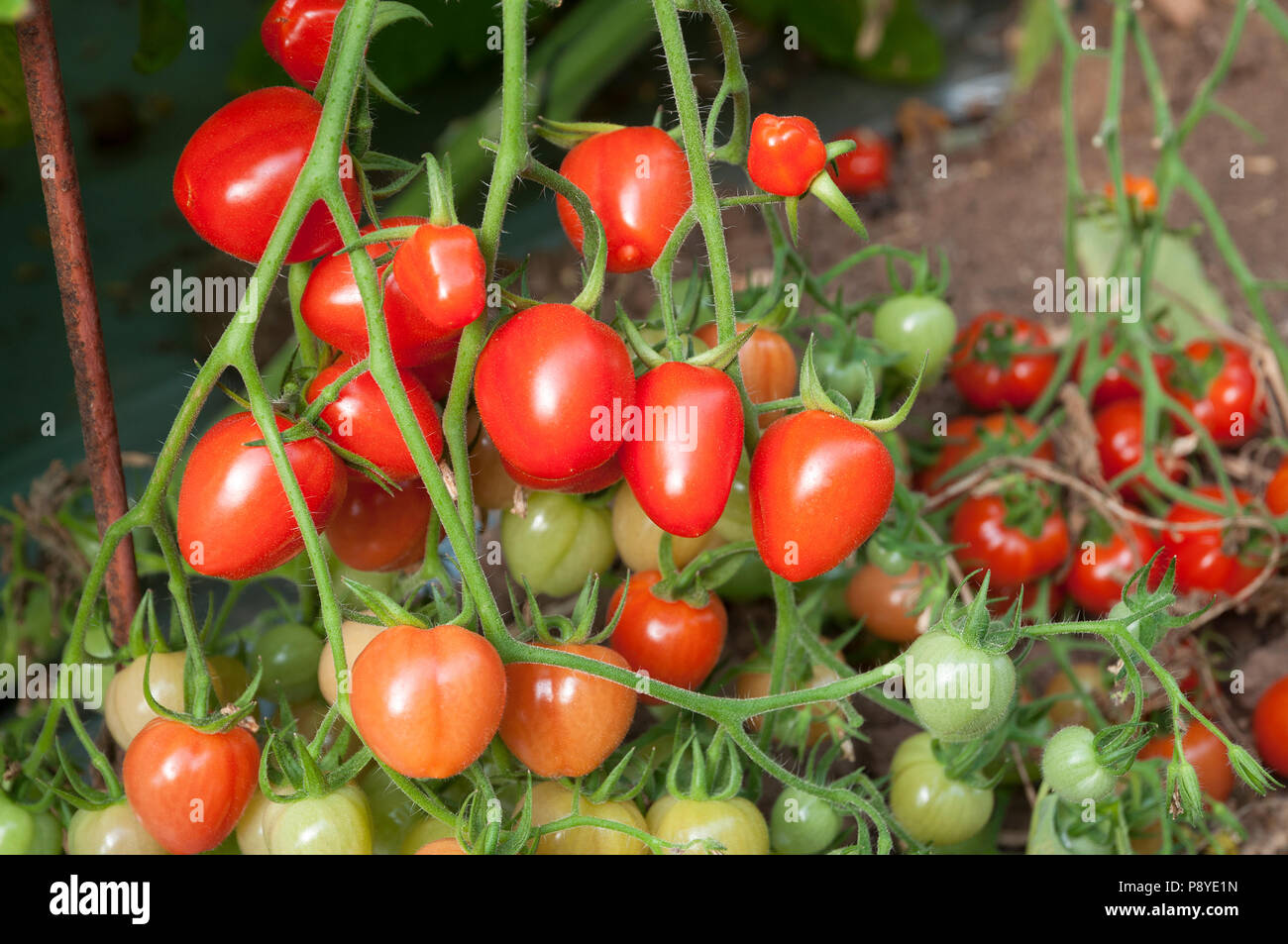 Organic tomatto in green house Stock Photo - Alamy
