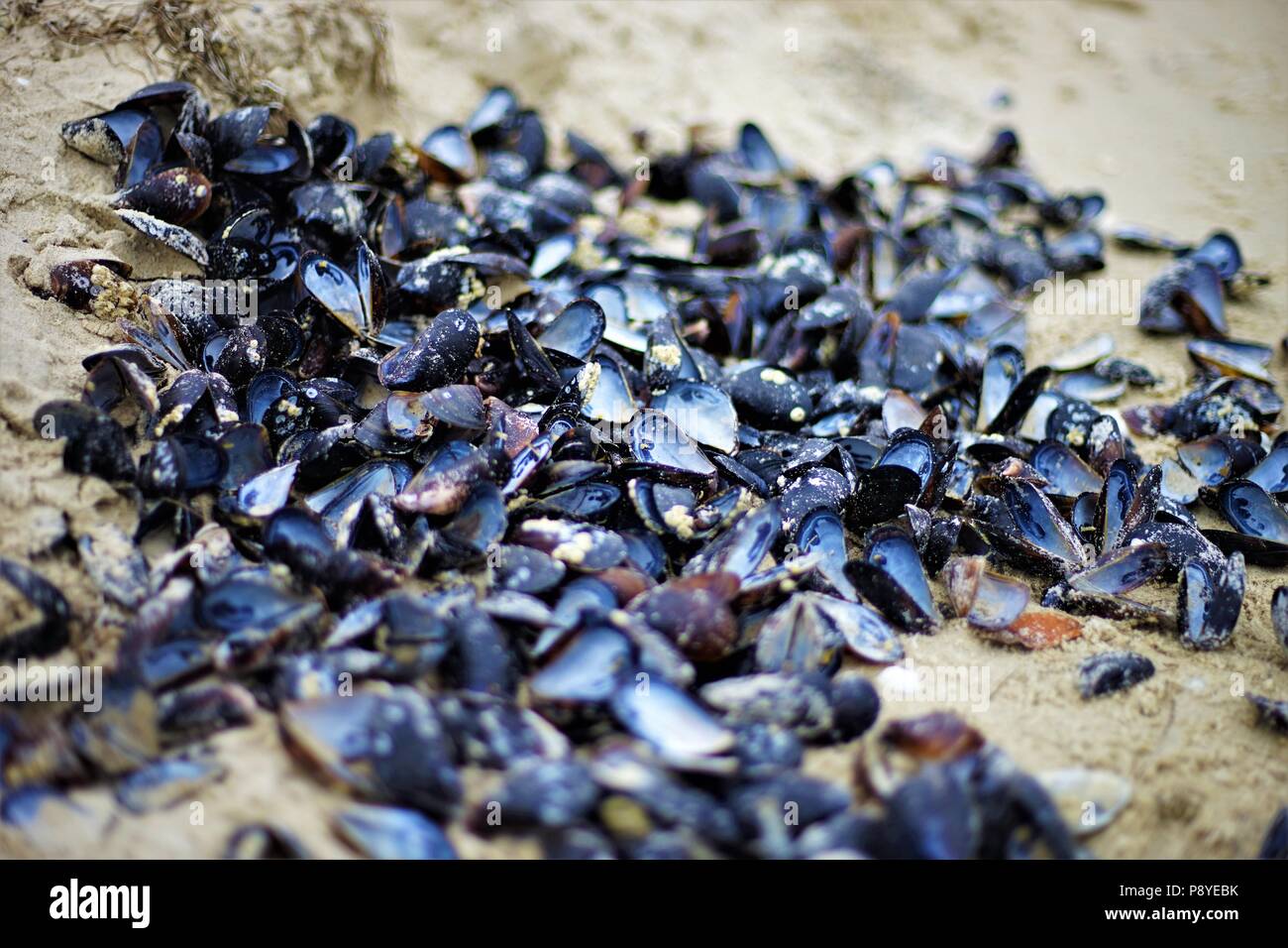 Pile of open blue mussel shells lie on a sandy beach Stock Photo - Alamy