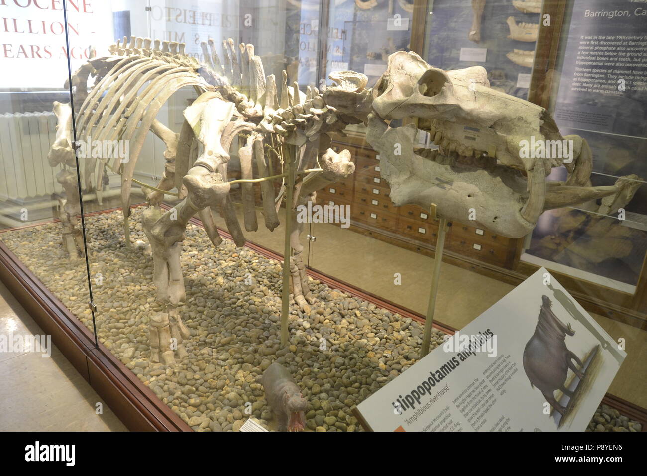 Hippopotamus skeleton hi-res stock photography and images - Alamy