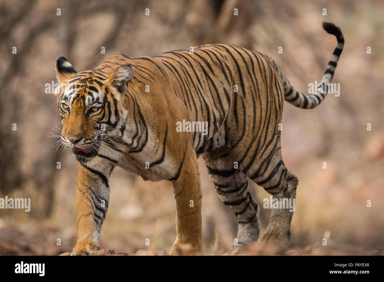 Straight extinction hi-res stock photography and images - Alamy
