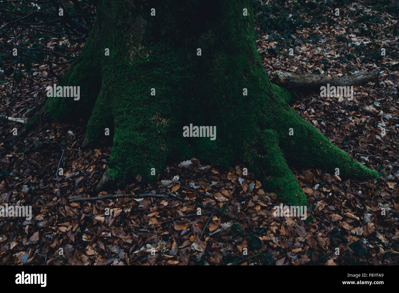 Dark tree stump Stock Photo - Alamy