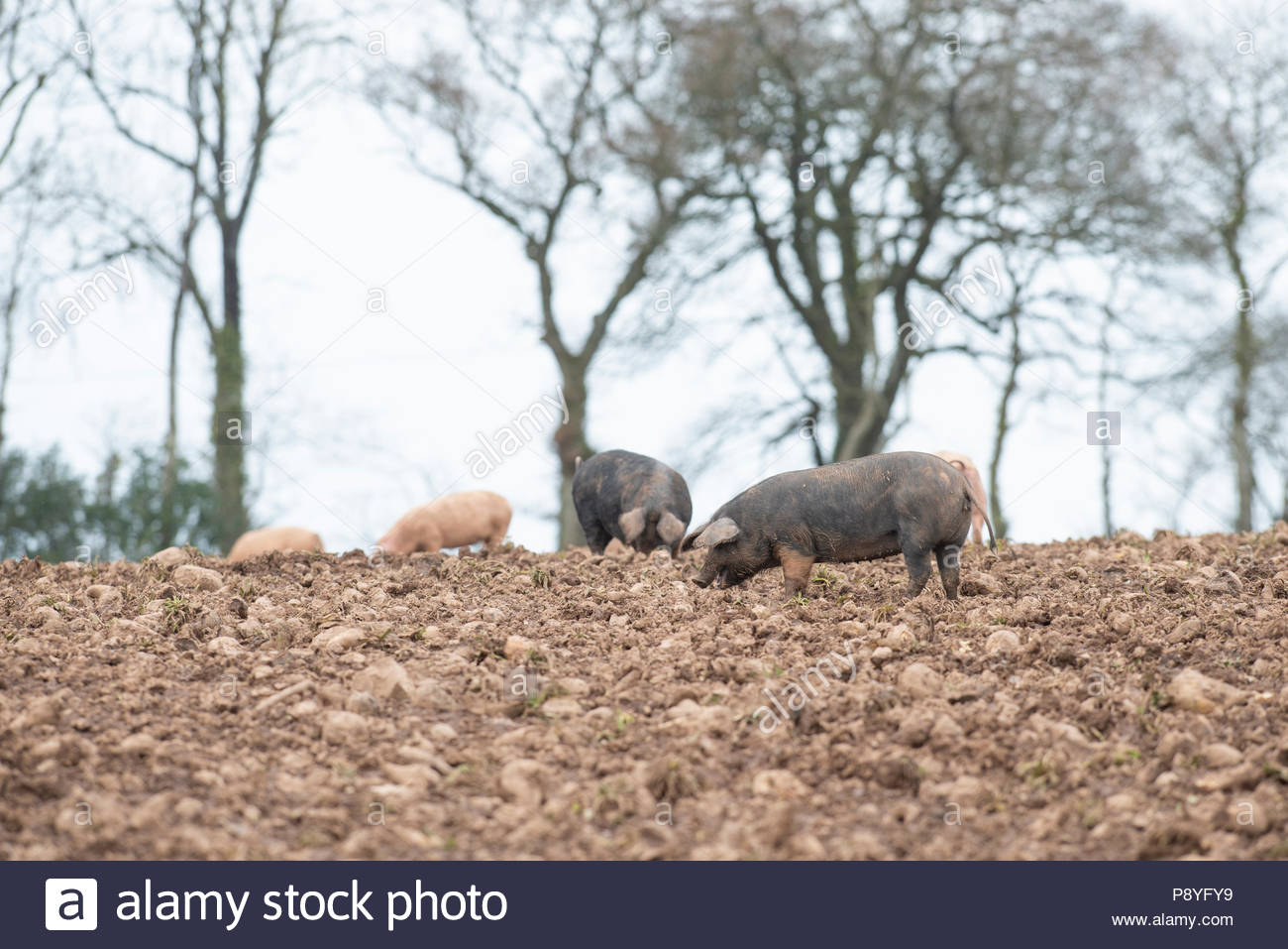 Hairy Pigs Stock Photos & Hairy Pigs Stock Images - Alamy