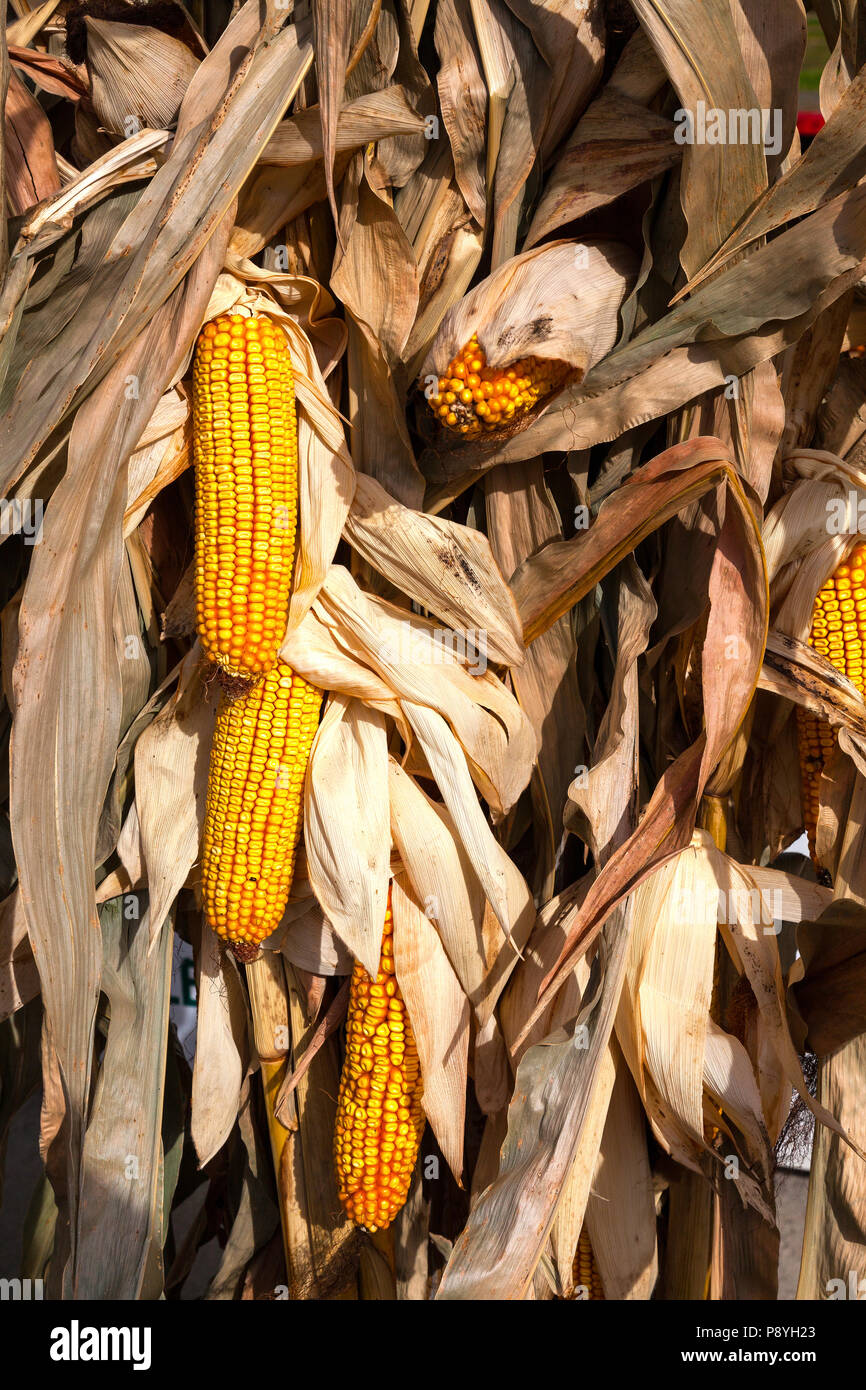 Autumn colors in the shape of ripe corn. Granby, Eastern Townships ...