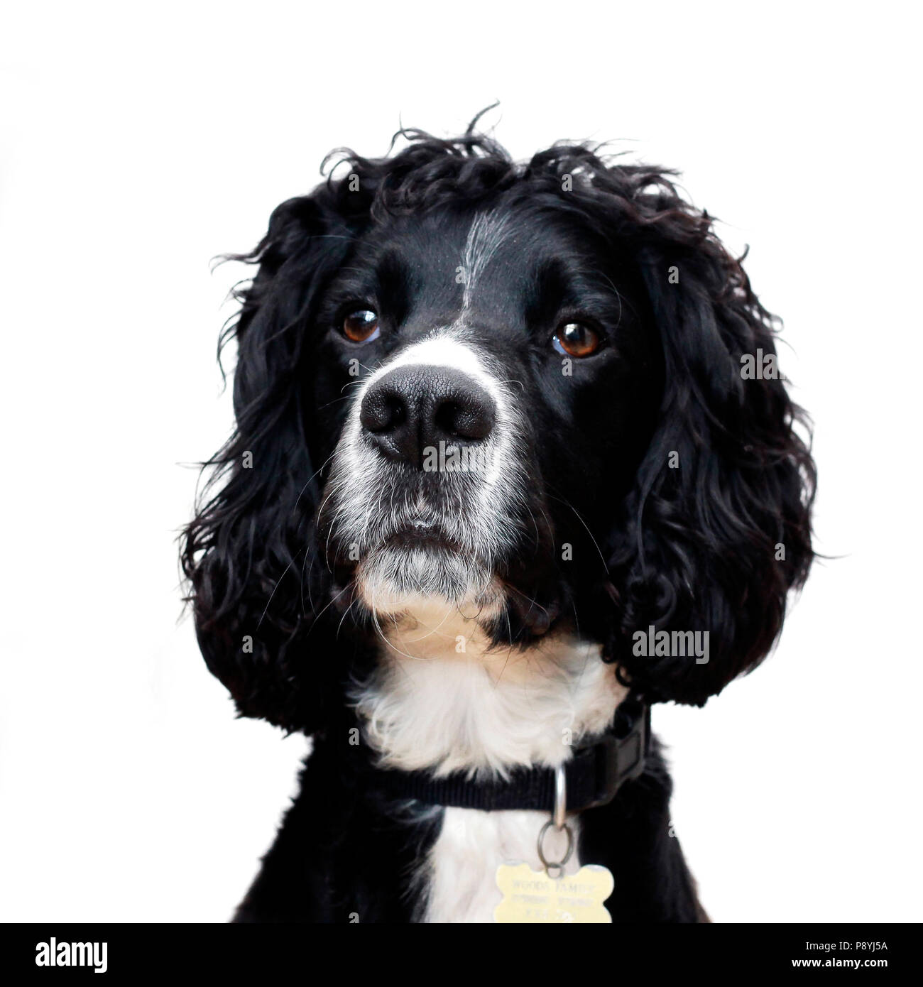 English cocker spaniel black hi-res stock photography and images - Alamy
