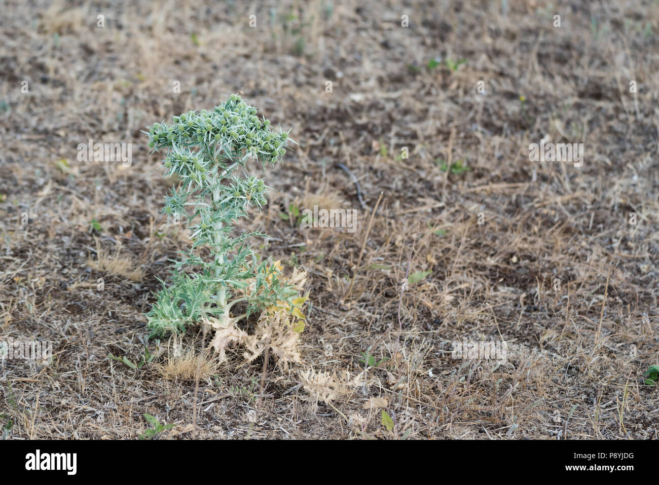 Field eryngo or Eryngium campestre close Stock Photo - Alamy