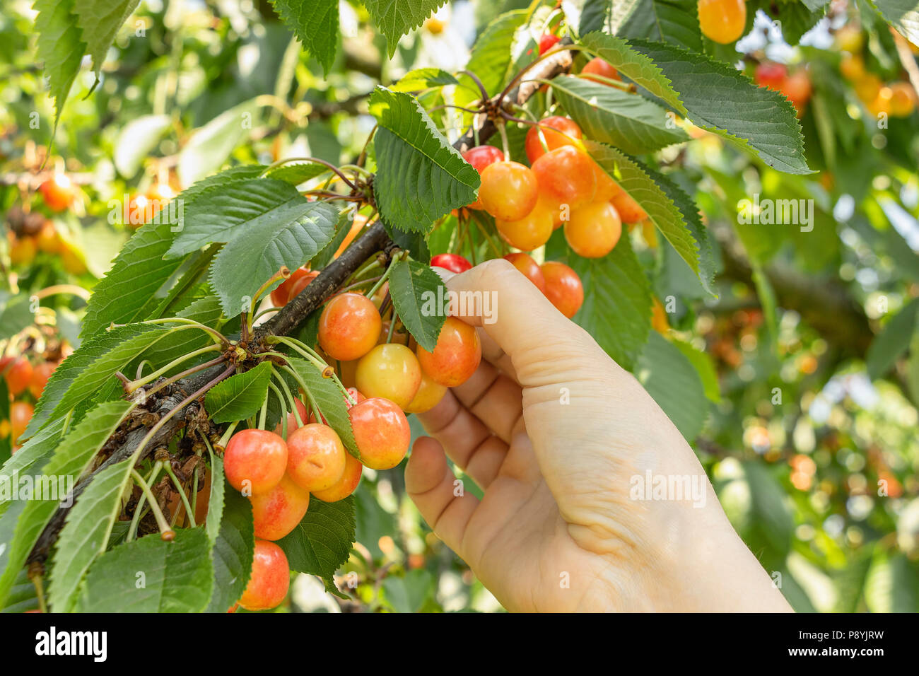 Cherry picker fruit hi-res stock photography and images - Alamy