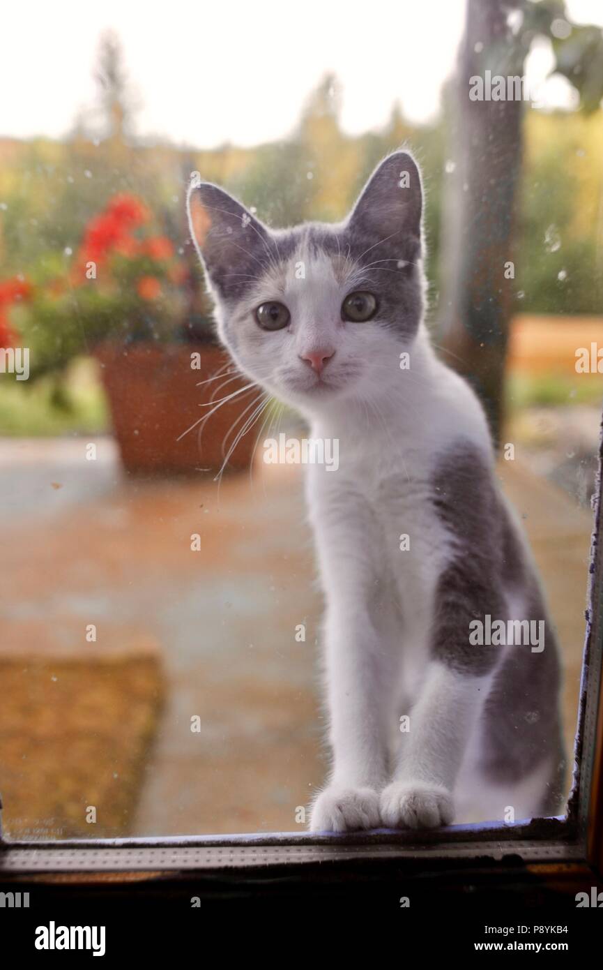 Adorable kitten looking in through glass window from front porch of a ...