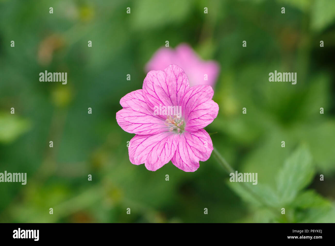 Pink geranium flower in a garden during spring Stock Photo - Alamy