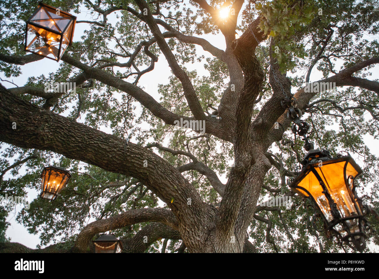 Low hanging tree branches hi-res stock photography and images - Alamy