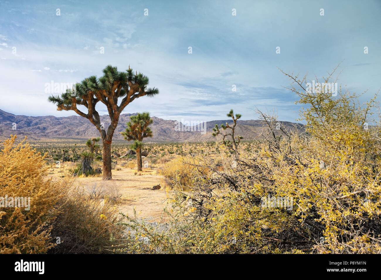 Joshua Trees in California Desert Stock Photo - Alamy