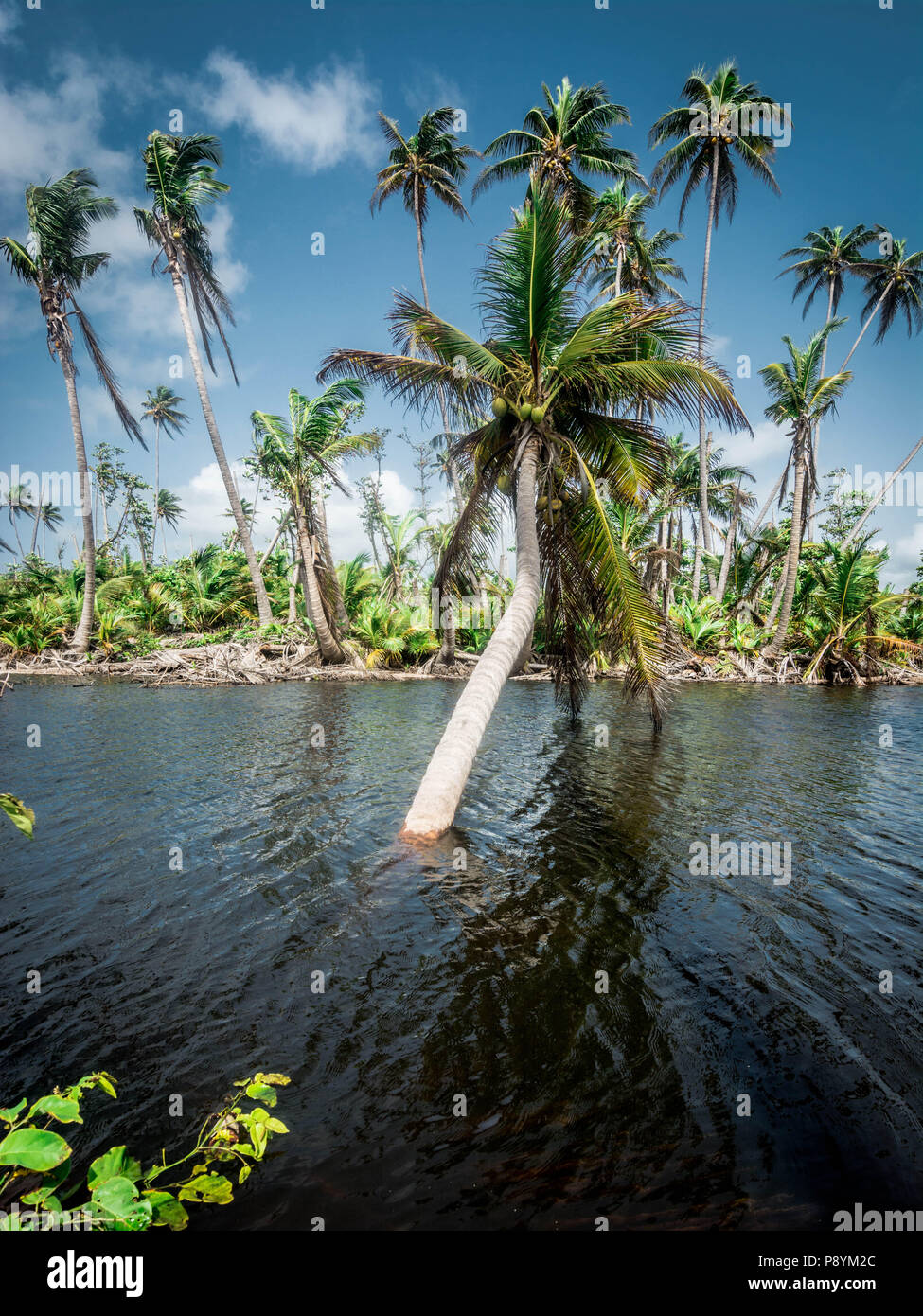 Palm trees at a lagoon Stock Photo - Alamy