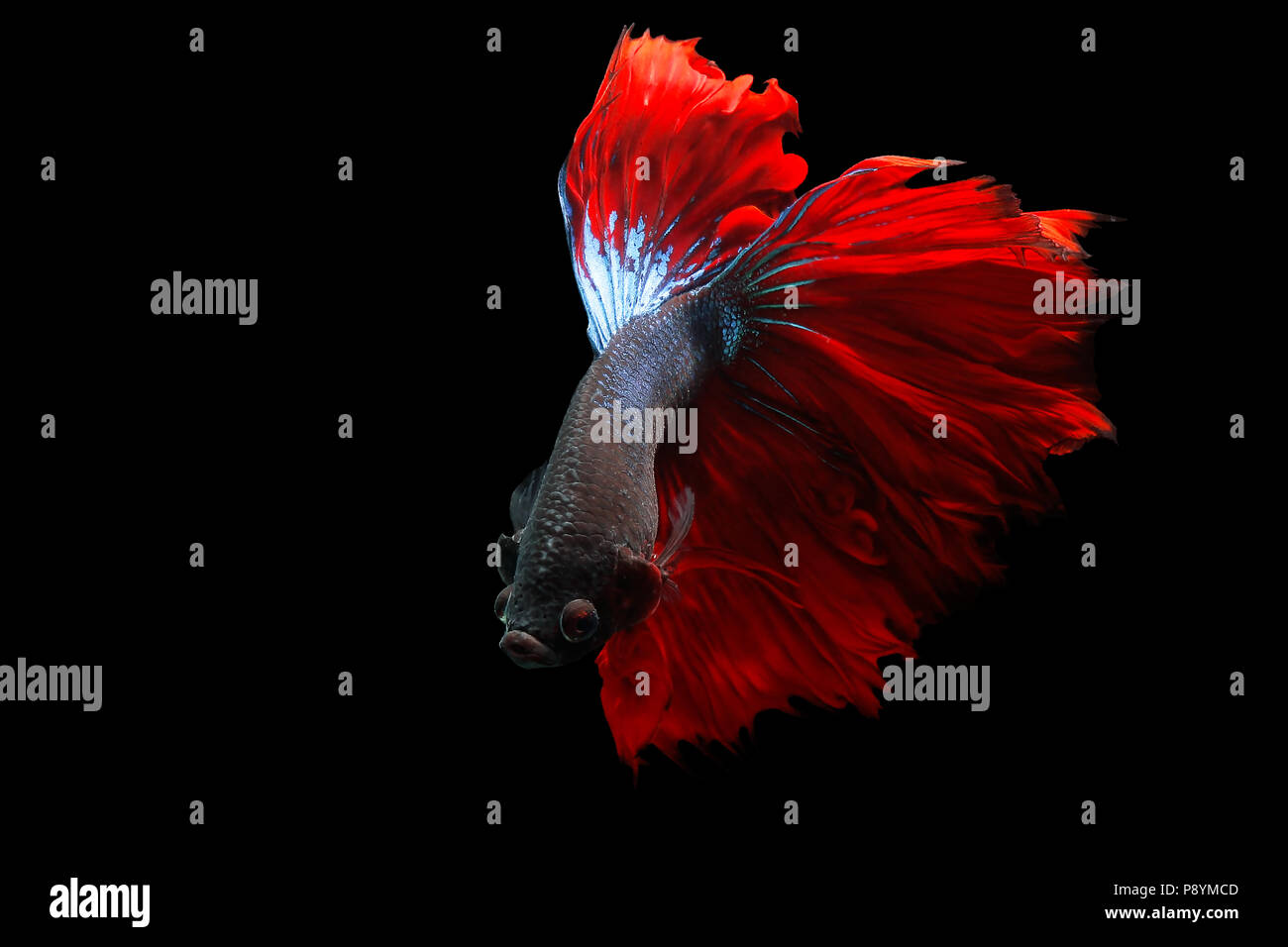Betta fish, Siamese fighting fish Stock Photo - Alamy