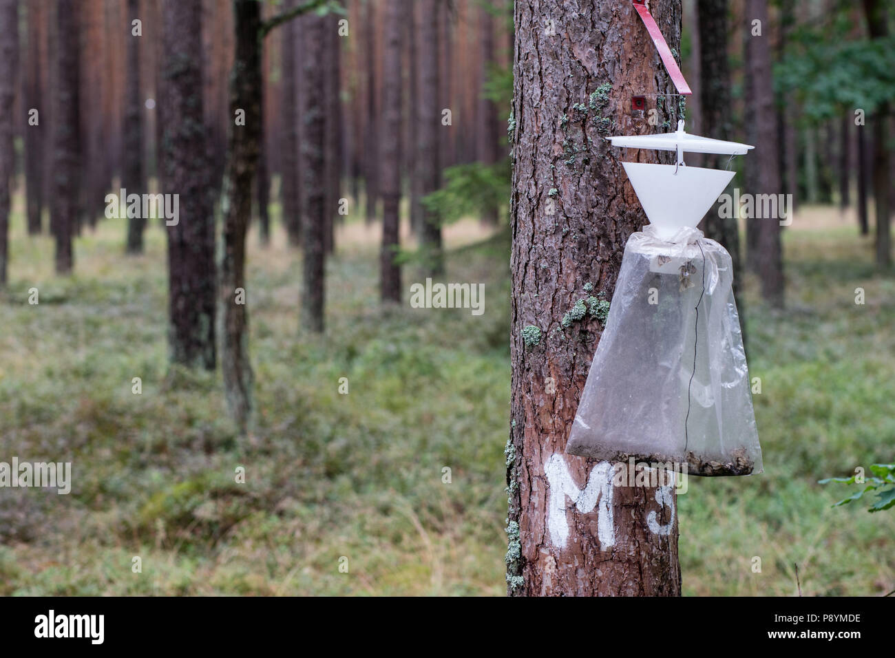 An insect trap hung on a tree trunk. Destruction of forest pests ...