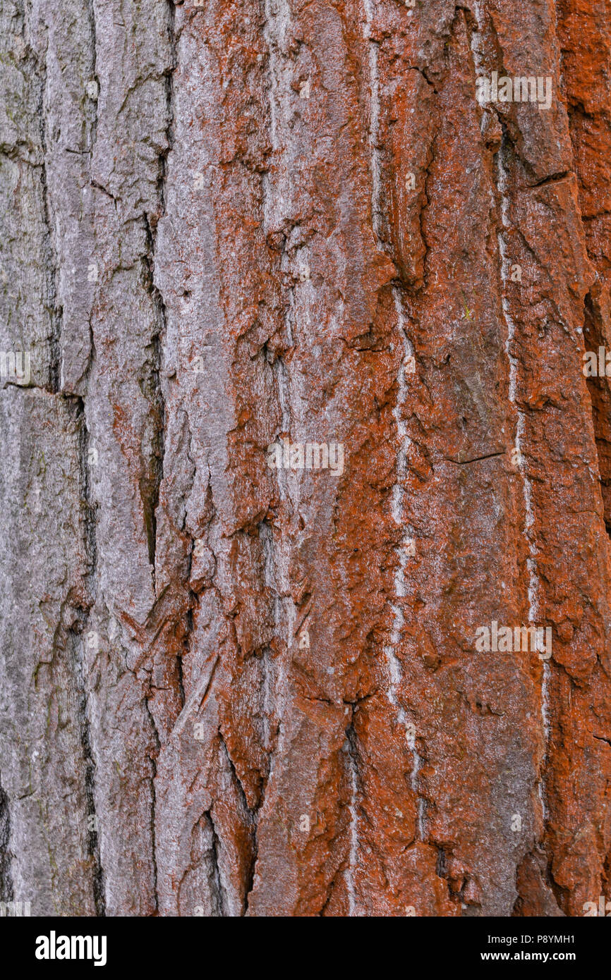 Brown and grey tree bark Stock Photo - Alamy