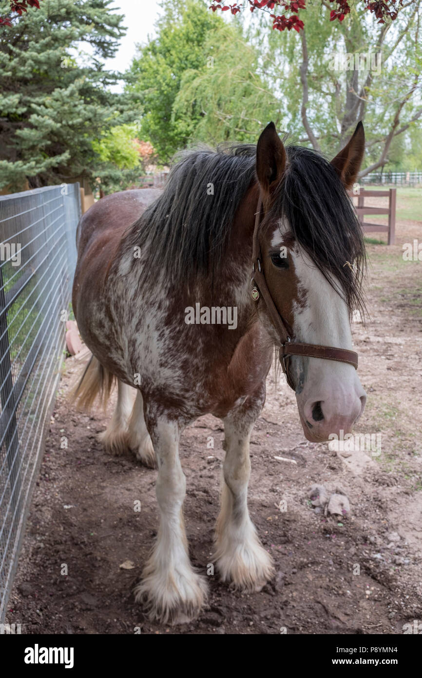 horse head portrait Stock Photo - Alamy