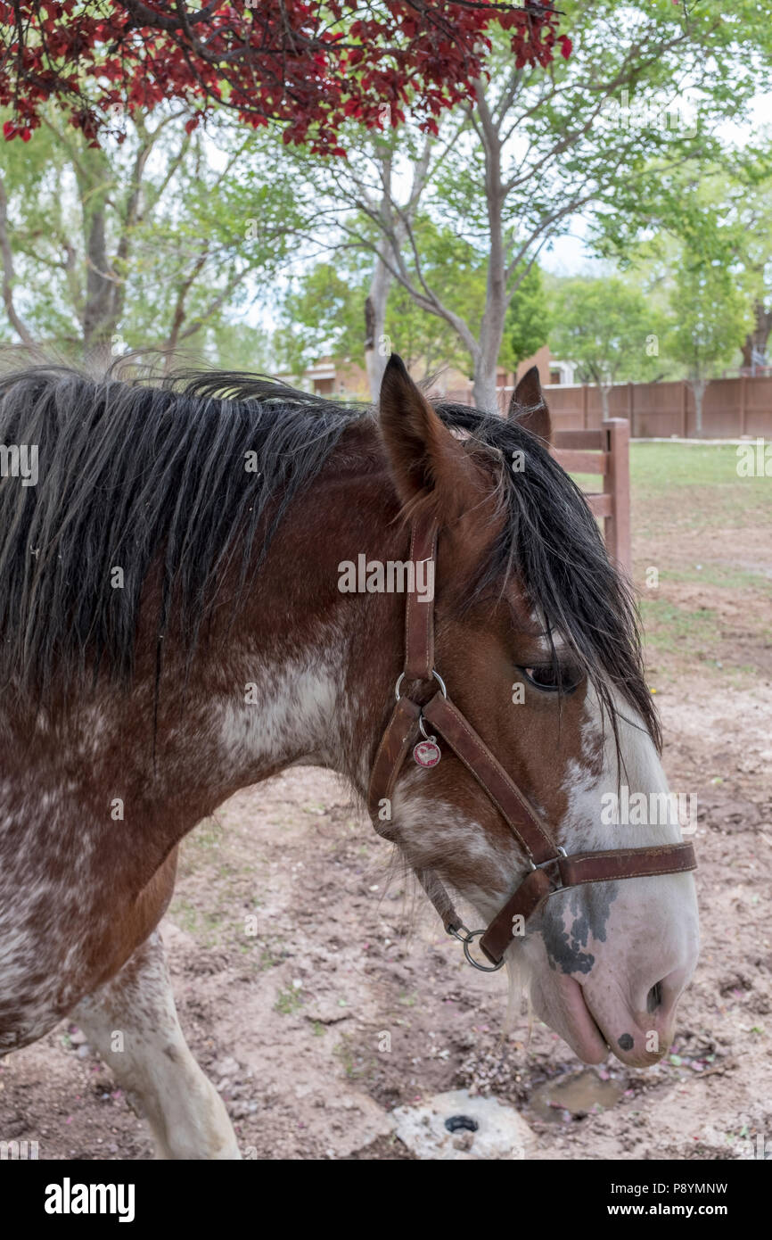 horse head portrait Stock Photo - Alamy