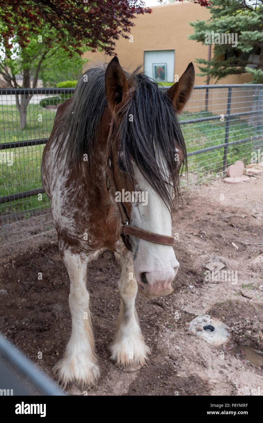 horse head portrait Stock Photo - Alamy