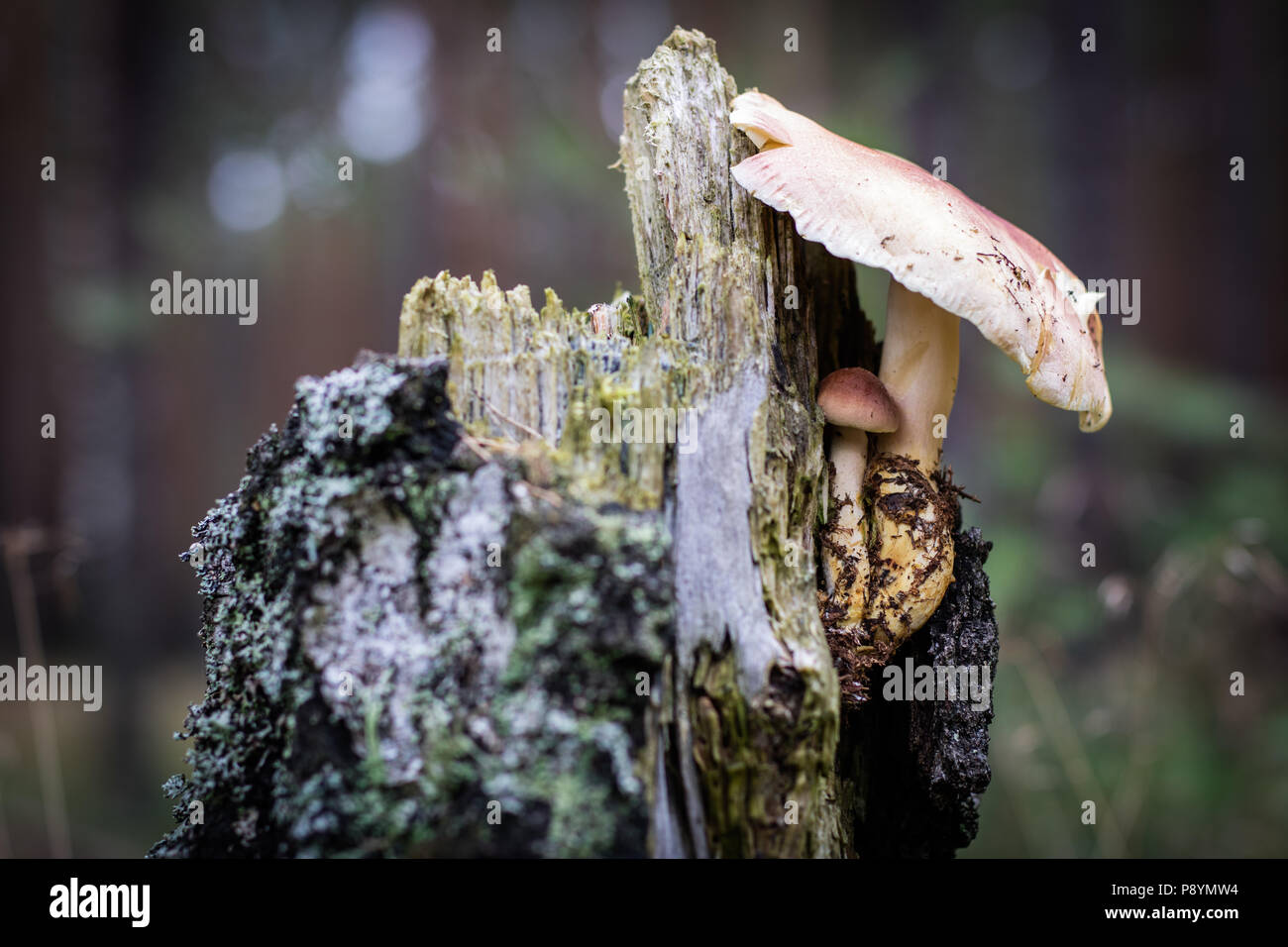 Mushroom growing on the trunk of an old tree. Trees in the forest ...