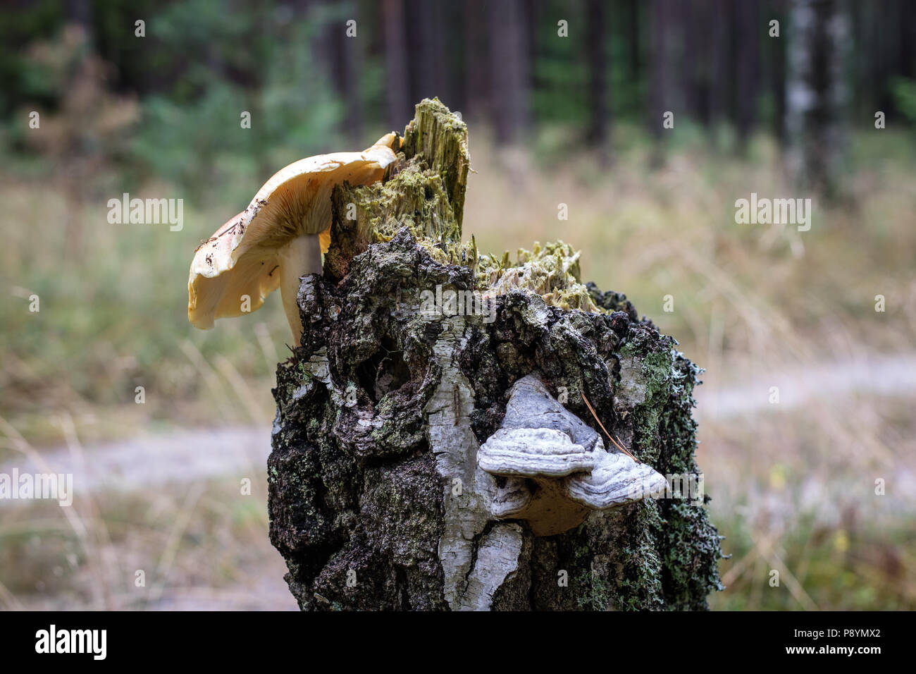 Mushroom growing on the trunk of an old tree. Trees in the forest ...