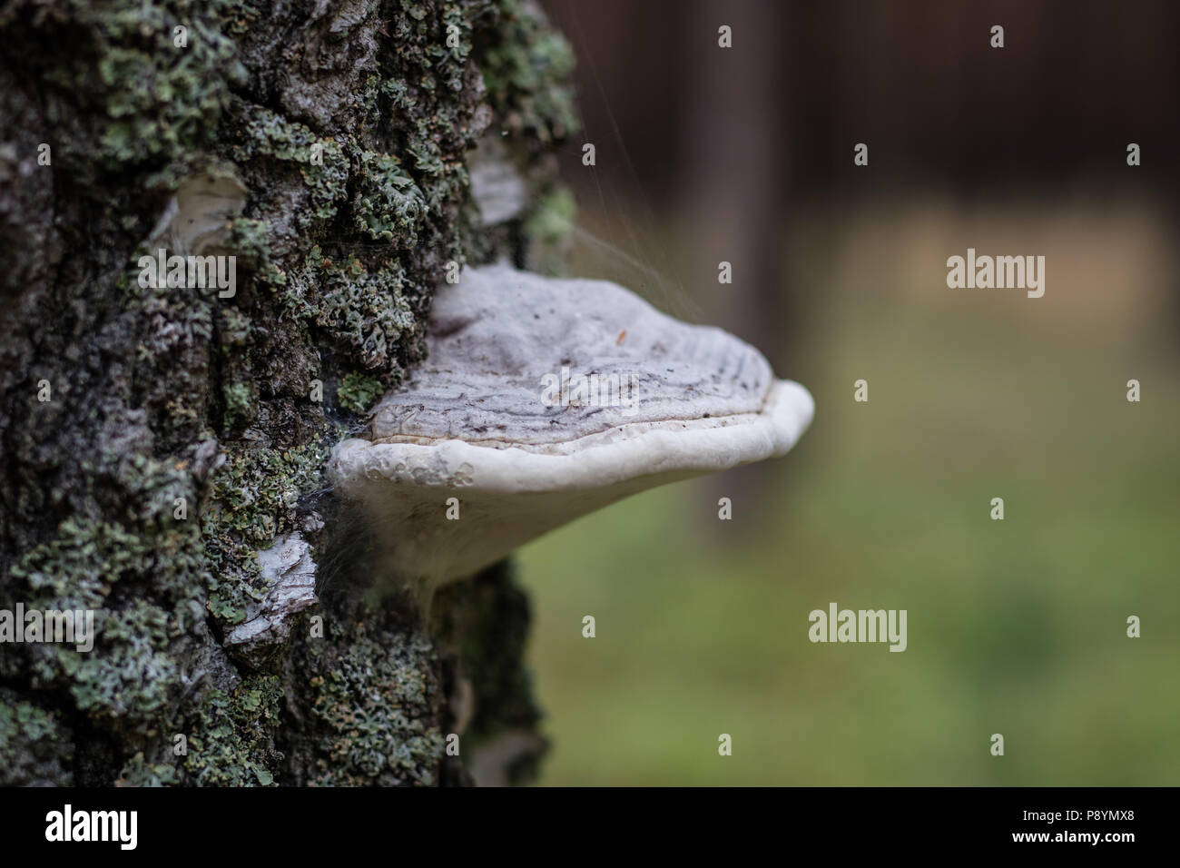 Mushroom growing on the trunk of an old tree. Trees in the forest ...