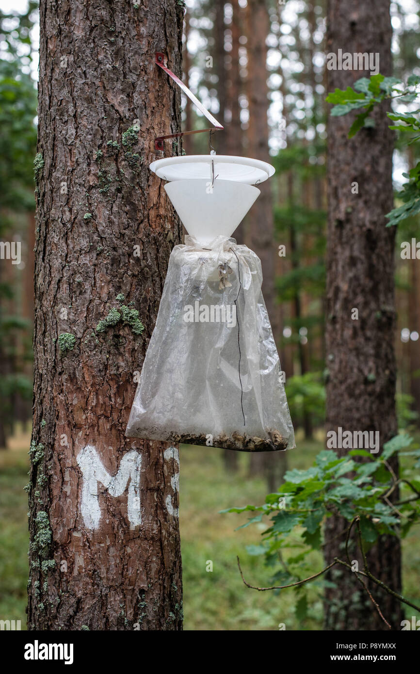 An insect trap hung on a tree trunk. Destruction of forest pests ...