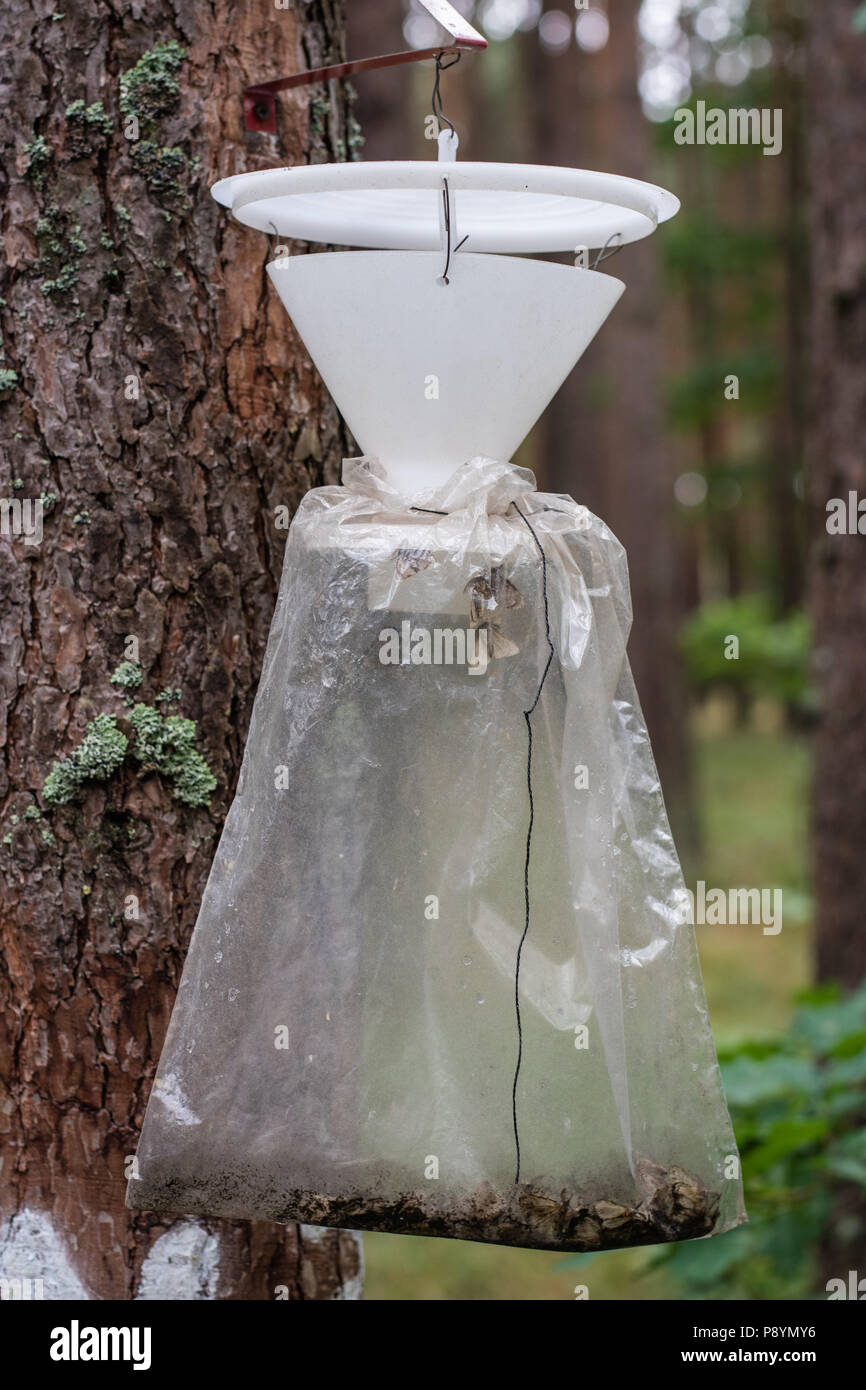 An insect trap hung on a tree trunk. Destruction of forest pests ...
