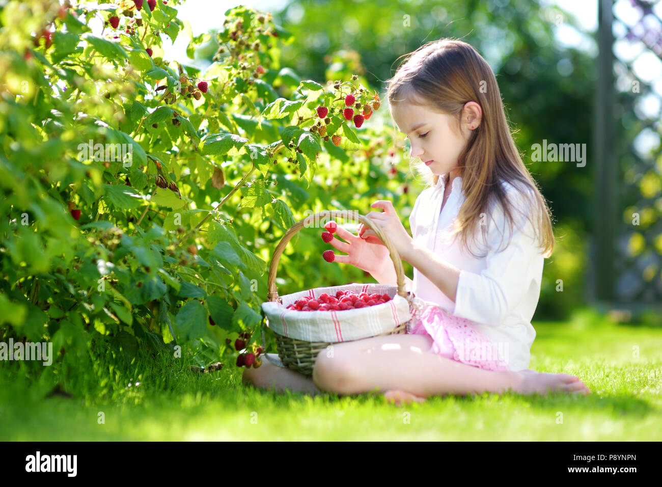 Cute little girl picking fresh berries on organic raspberry farm on ...