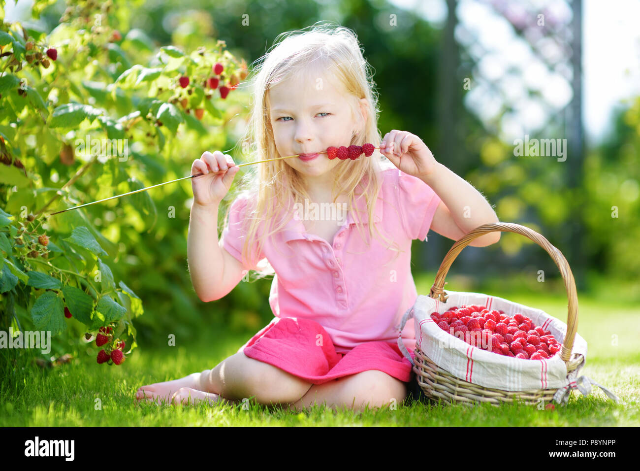 Cute little girl picking fresh berries on organic raspberry farm on ...