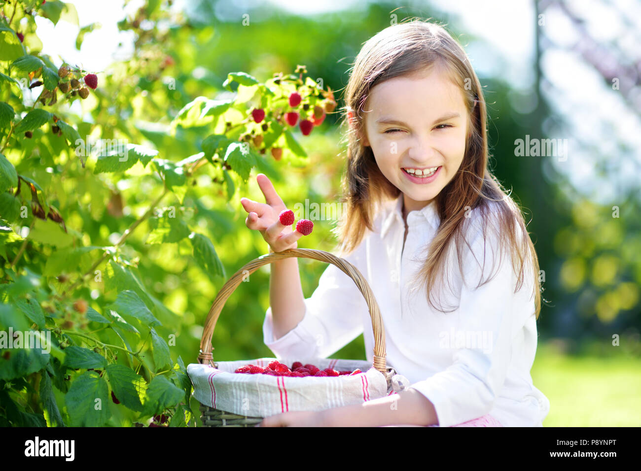 Cute little girl picking fresh berries on organic raspberry farm on ...