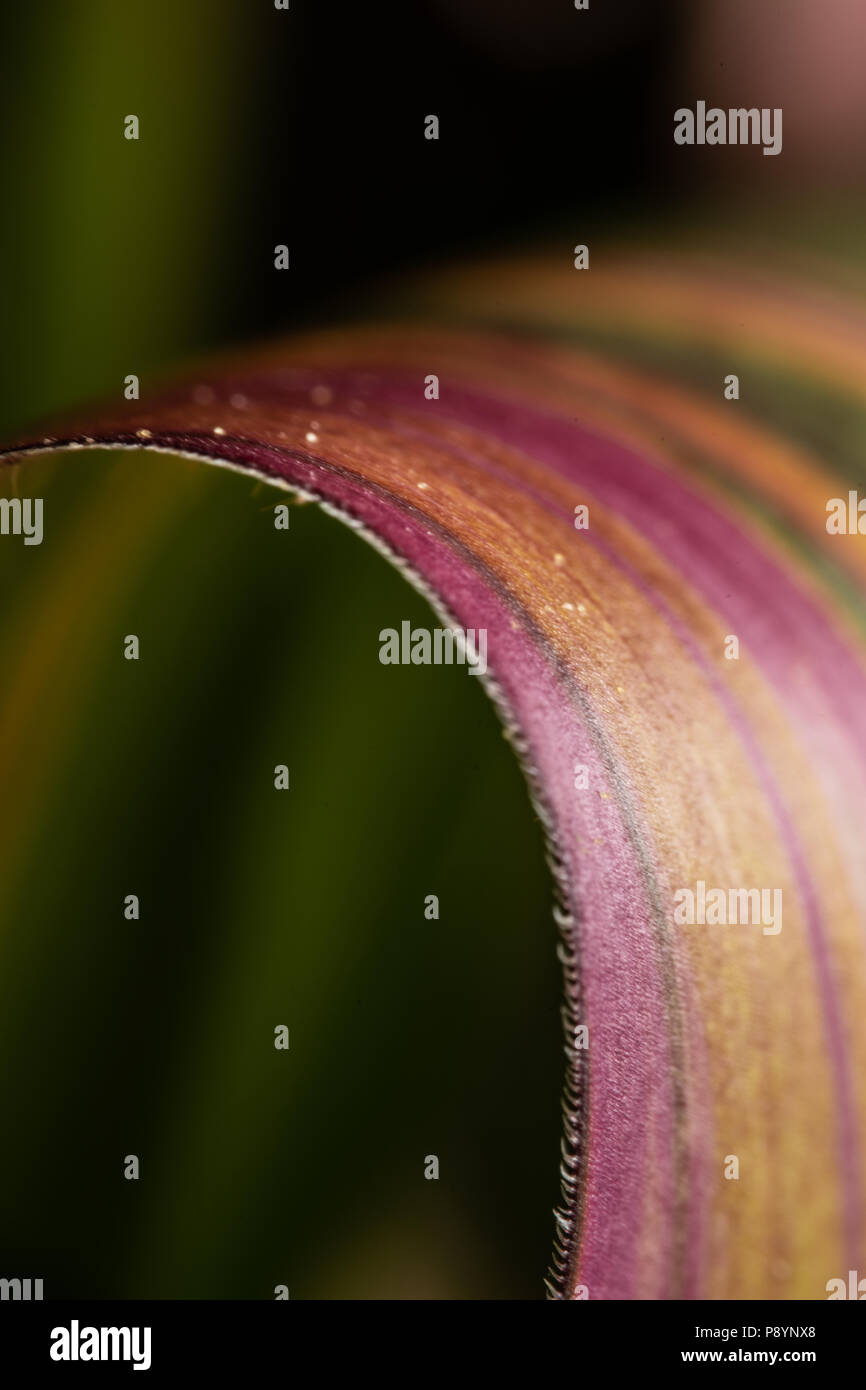 Macro of plants in the garden Stock Photo - Alamy