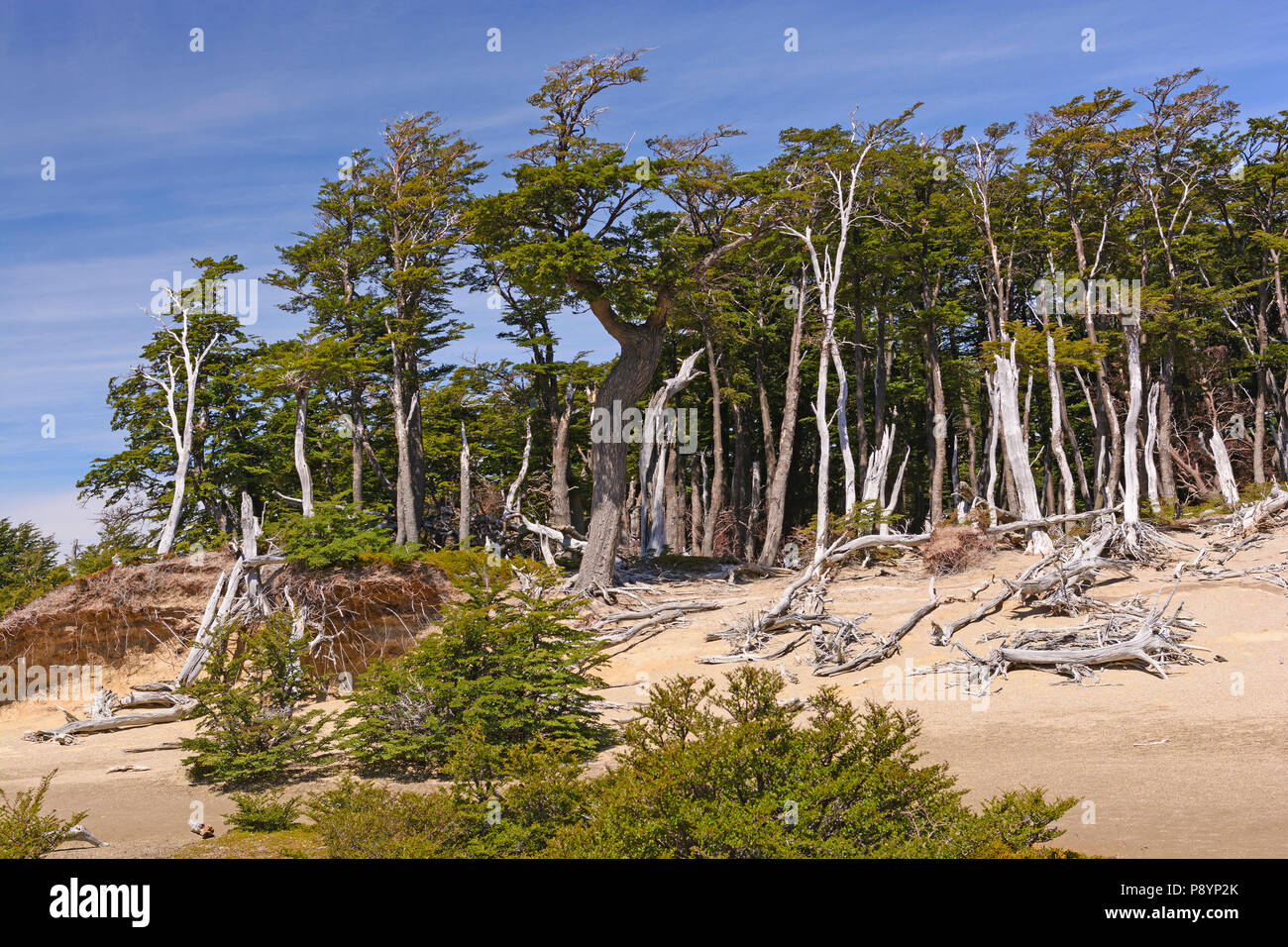 Windblown Beech Forest in the Patagonian Highlands of Los Glaciares ...