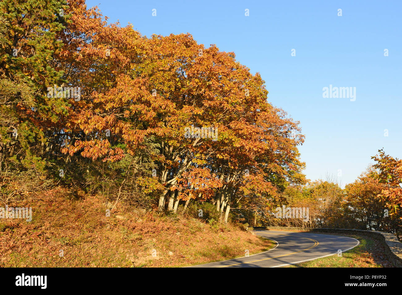 Virginia oak trees hi-res stock photography and images - Alamy