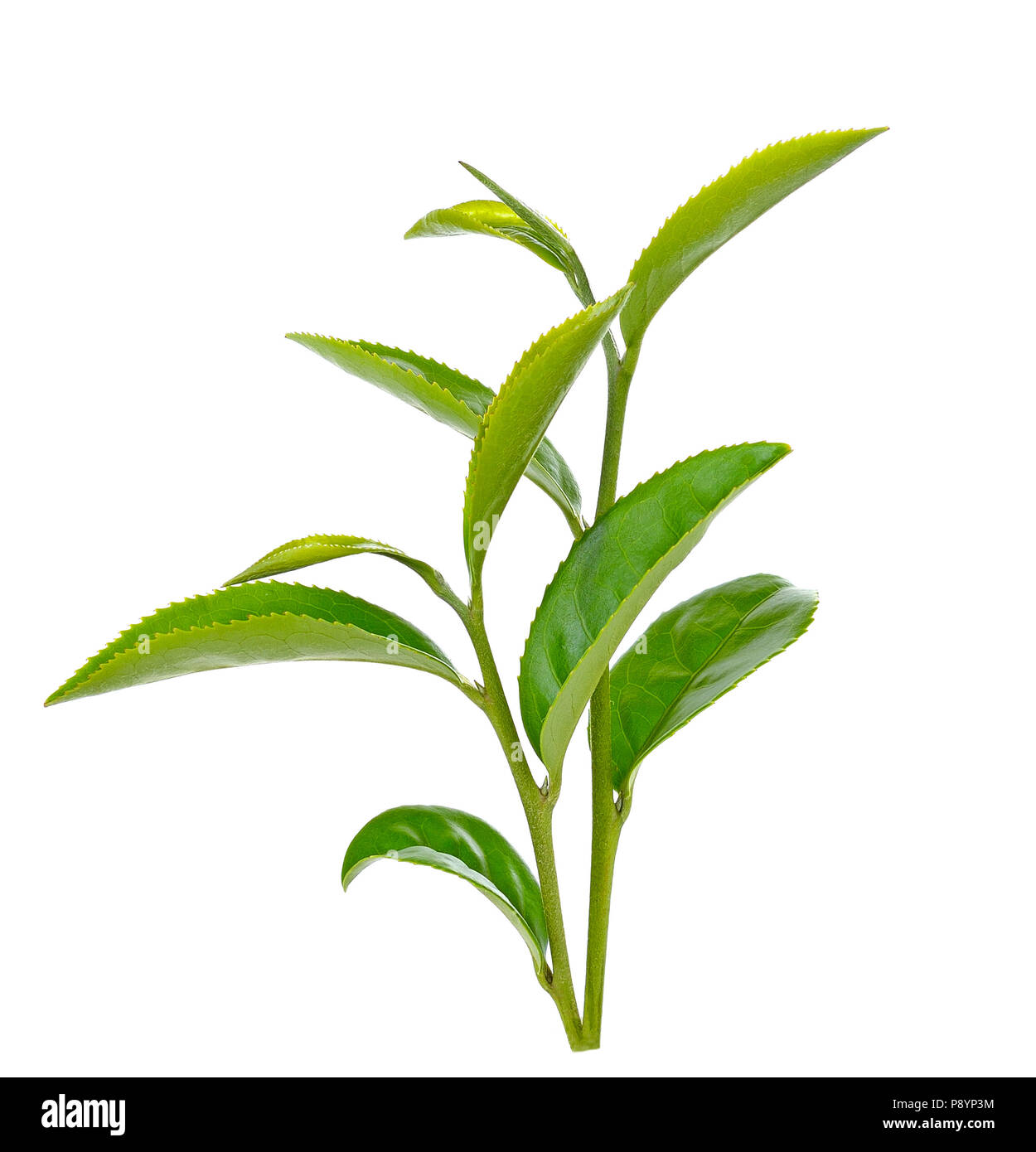 green tea leaf isolated on white background Stock Photo - Alamy