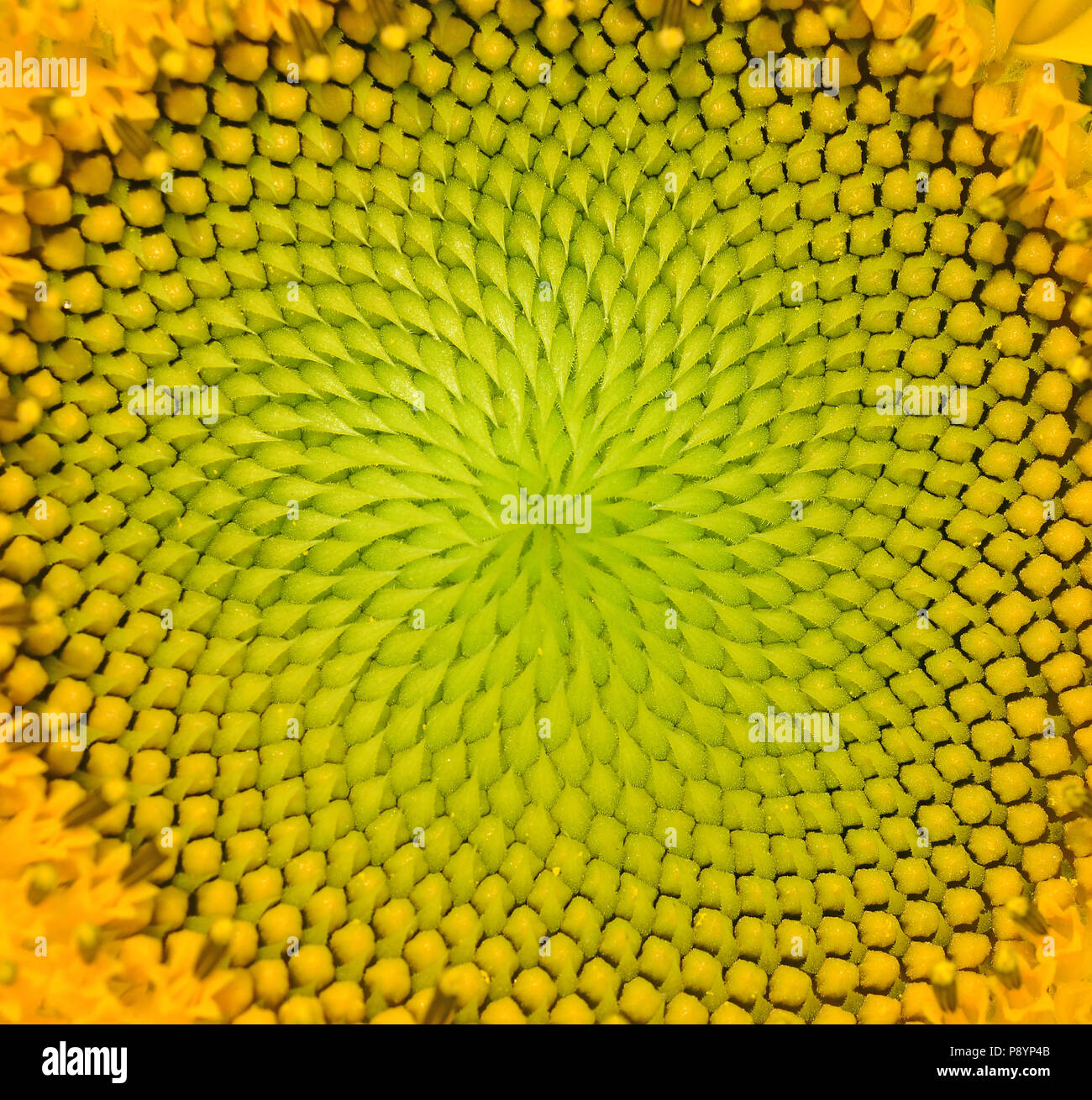 Fibonacci spiral sunflower hi-res stock photography and images - Alamy