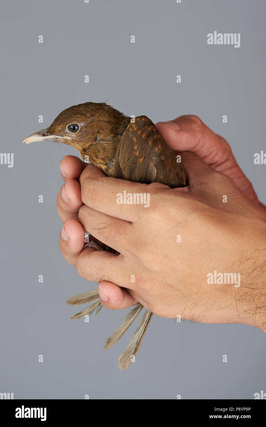 Claws bird close up hi-res stock photography and images - Alamy